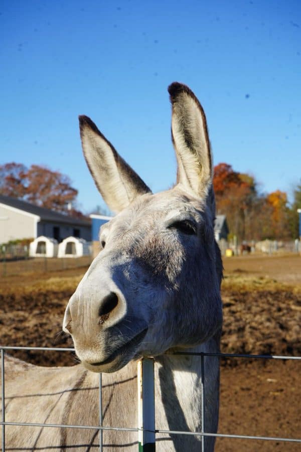 Meet Our Donkeys – Turning Pointe Donkey Rescue